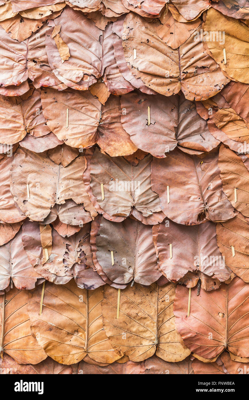 Close up shot Pattern of dry leaf row Stock Photo - Alamy