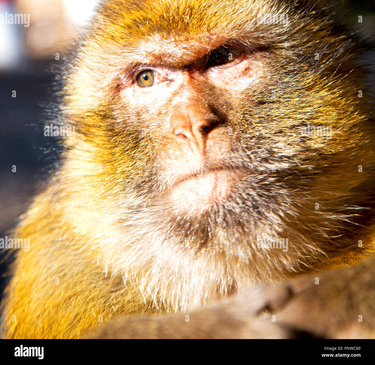 old monkey in africa morocco and natural background fauna close up ...