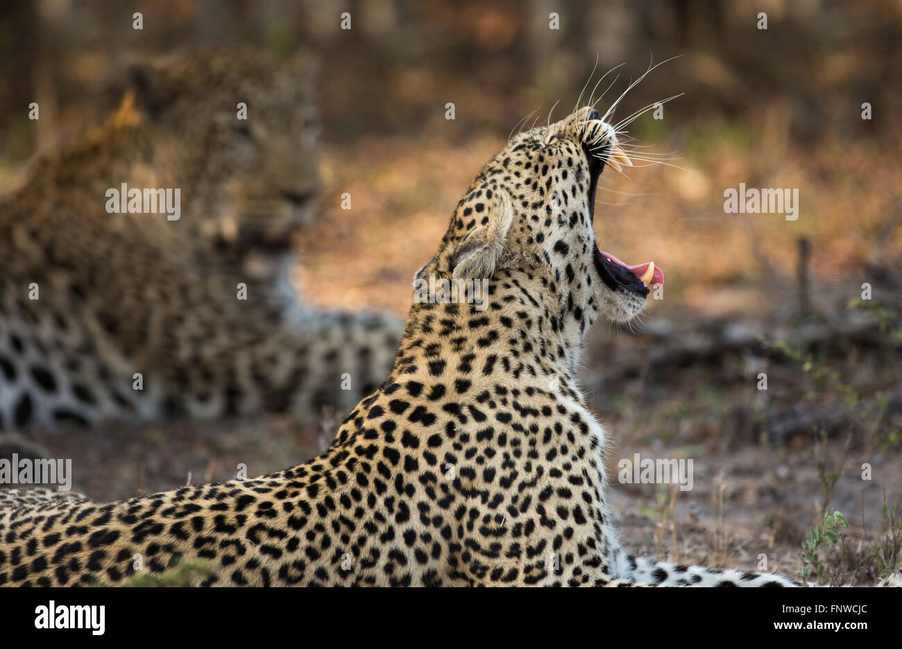 African leopard mating hi-res stock photography and images - Alamy