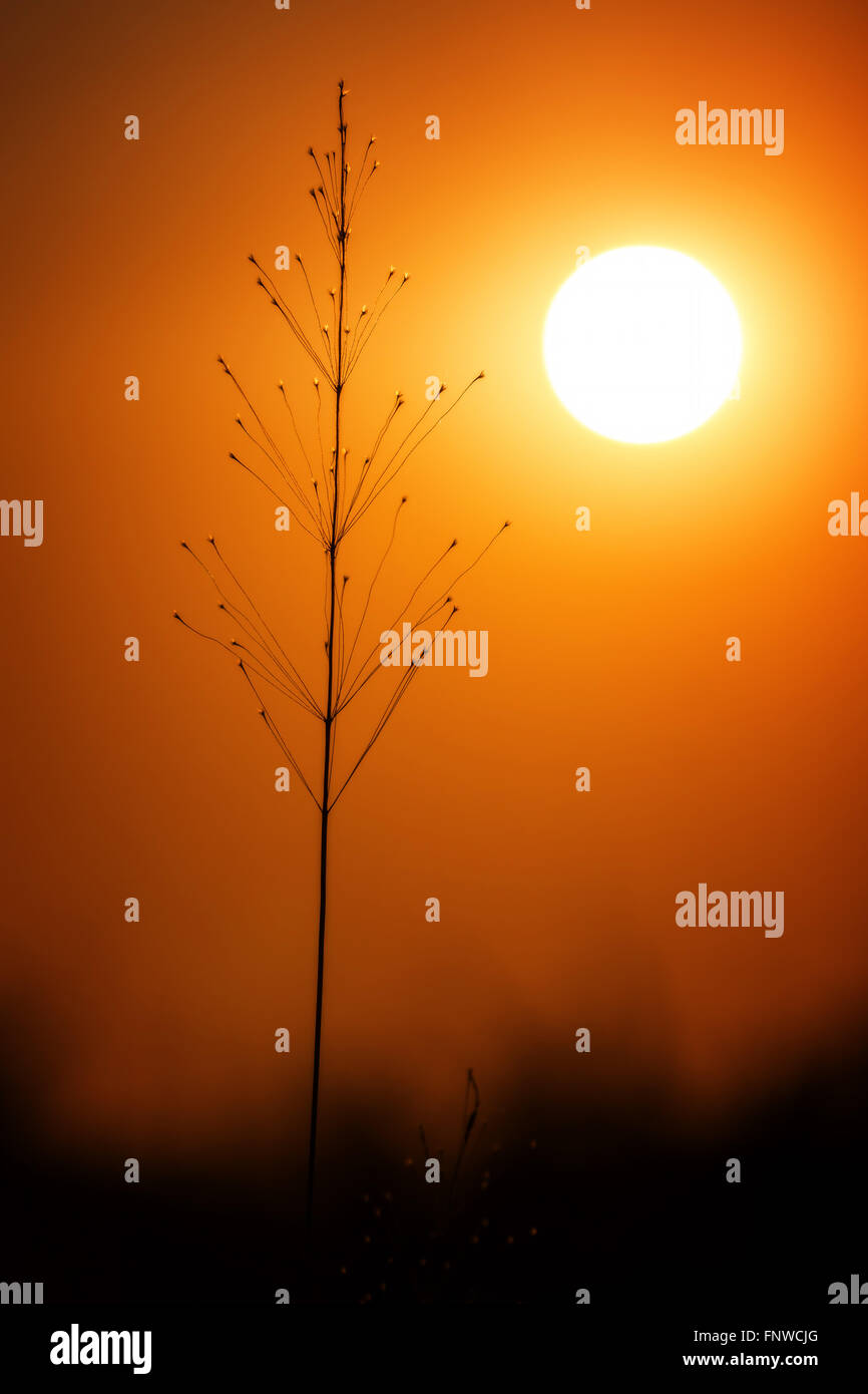 Sunlight and grass hi-res stock photography and images - Alamy