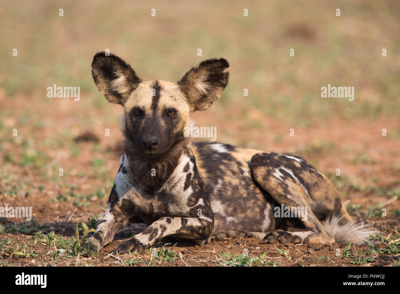 Dog Lying Down Side View