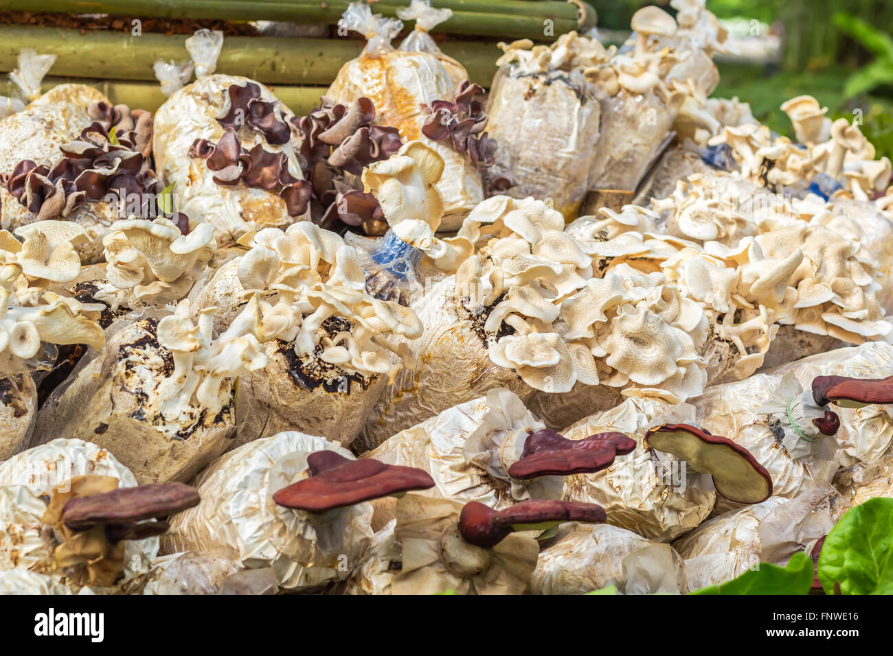 Mushroom farm hi-res stock photography and images - Alamy