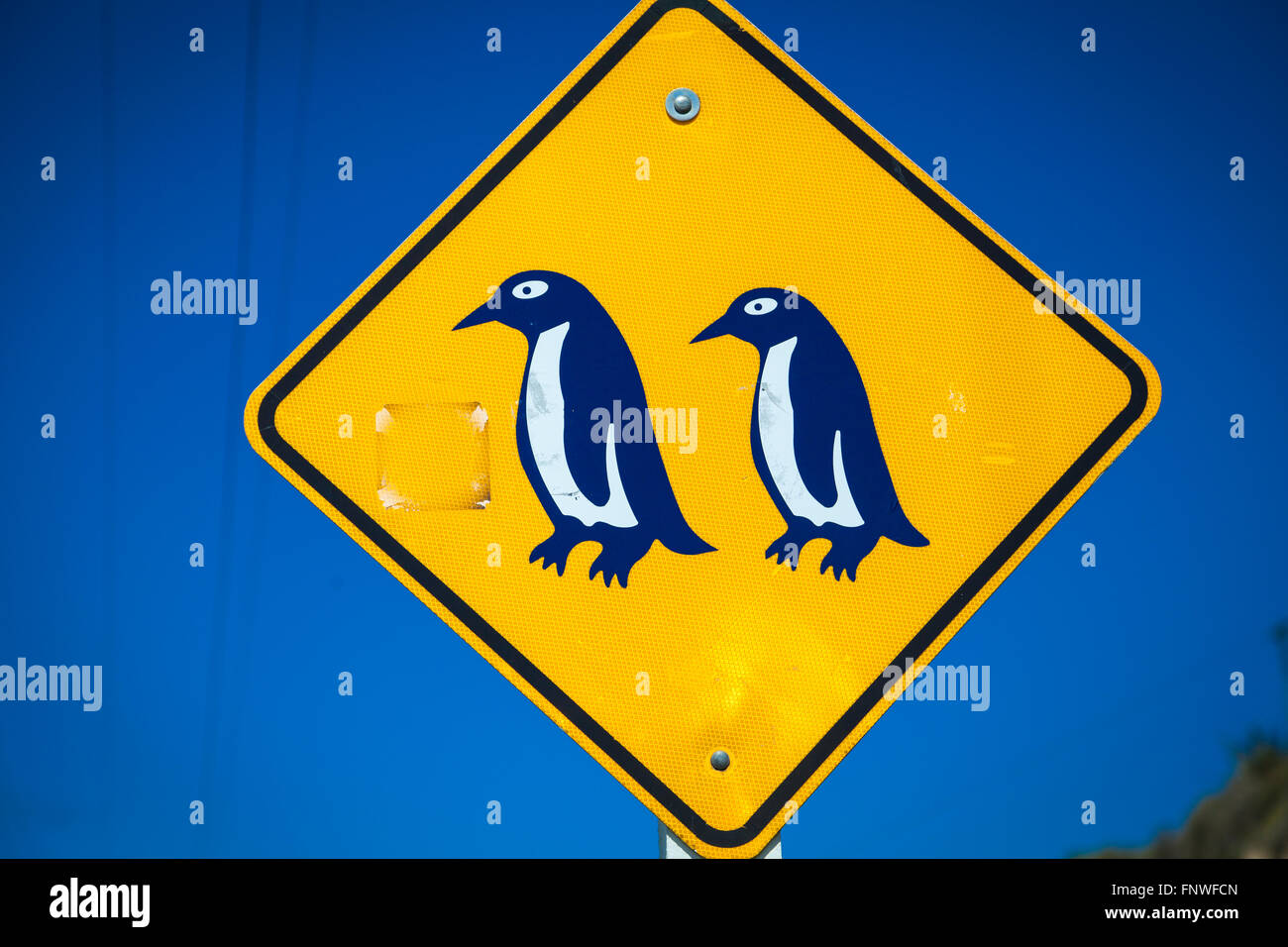 Penguin Warning Sign New Zealand High Resolution Stock Photography and ...