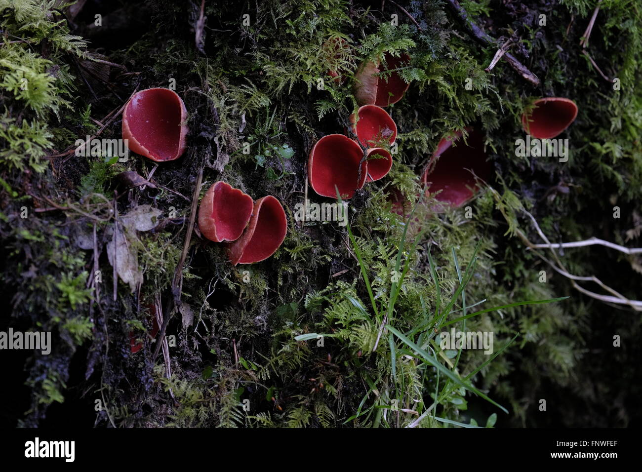 Scarlet Elf cap (Sarcoscypha austriaca) toadstool growing on a moss ...