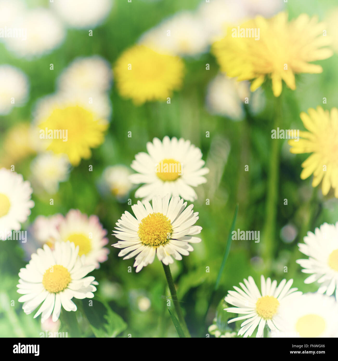 Spring flowers meadow Stock Photo - Alamy