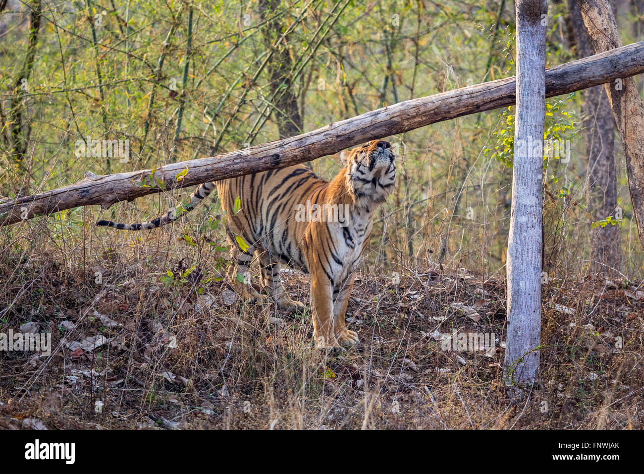 A huge dominant Wagdoh or Scarface male Tiger patrolling his territory ...
