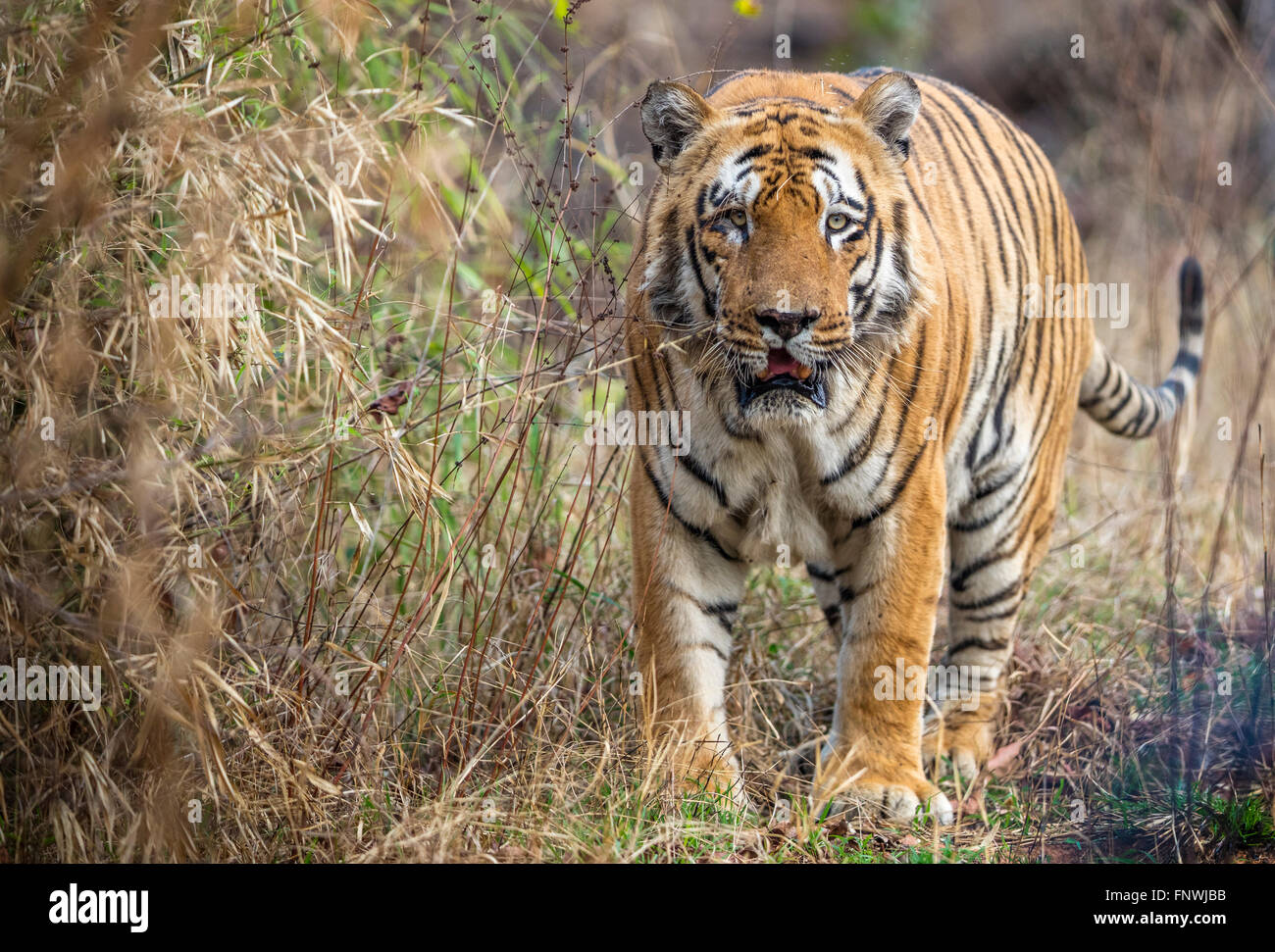 Waghdoh or Scarface huge dominant male Tiger at Tadoba, India ...