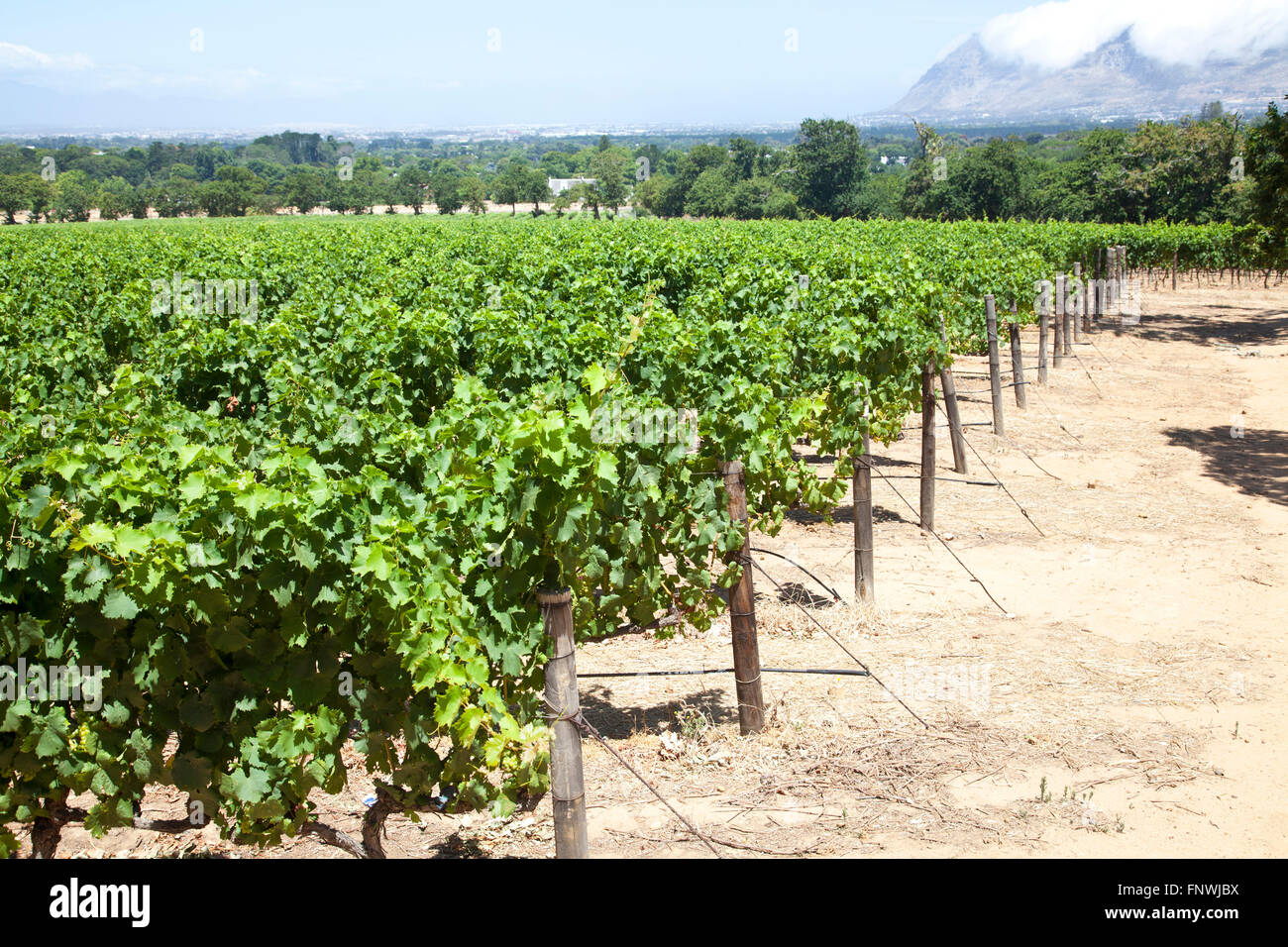 Vines at Groot Constantia Wine Estate in Cape Town - South Africa Stock ...