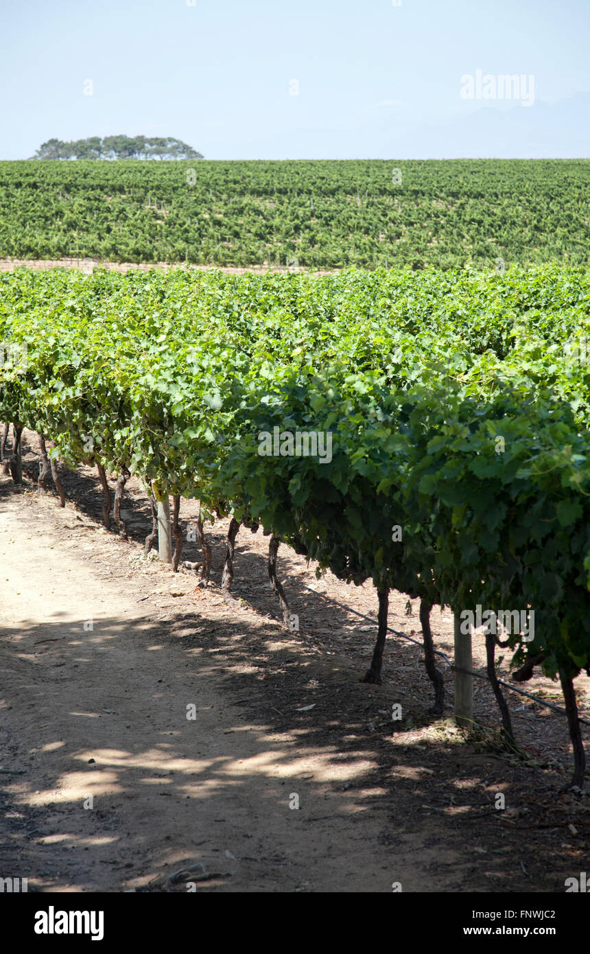 Vines at Groot Constantia Wine Estate in Cape Town - South Africa Stock ...