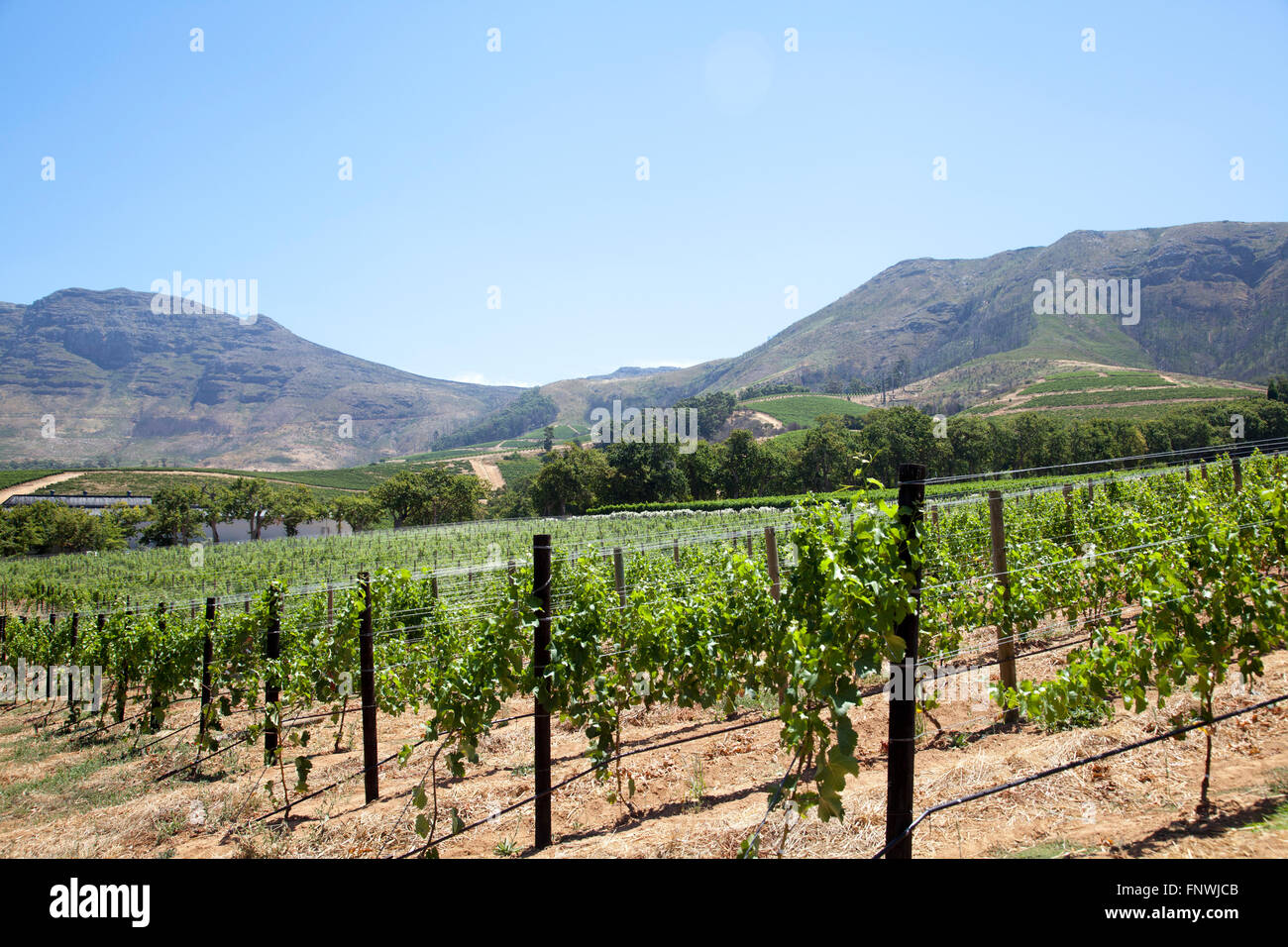 Vines at Groot Constantia Wine Estate in Cape Town - South Africa Stock ...