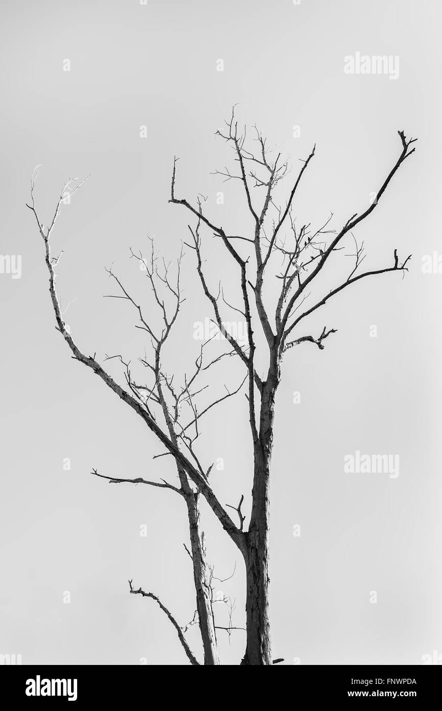 Tree Black and White Stock Photos & Images - Alamy