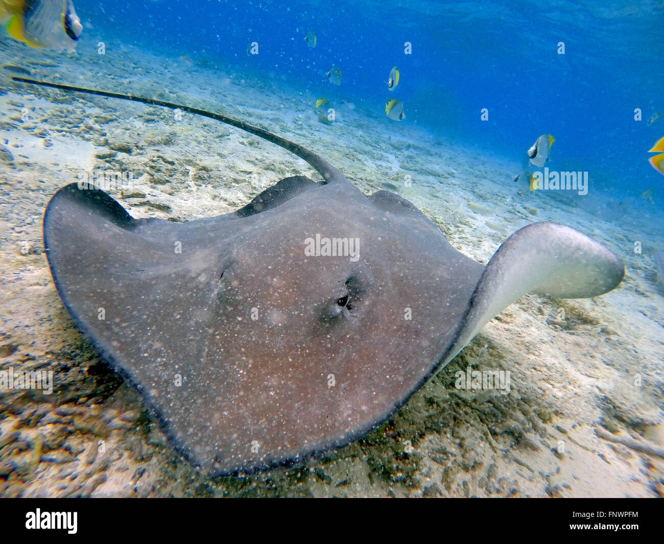 Sting rays in the shallow waters of the Bora Bora lagoon, Moorea ...
