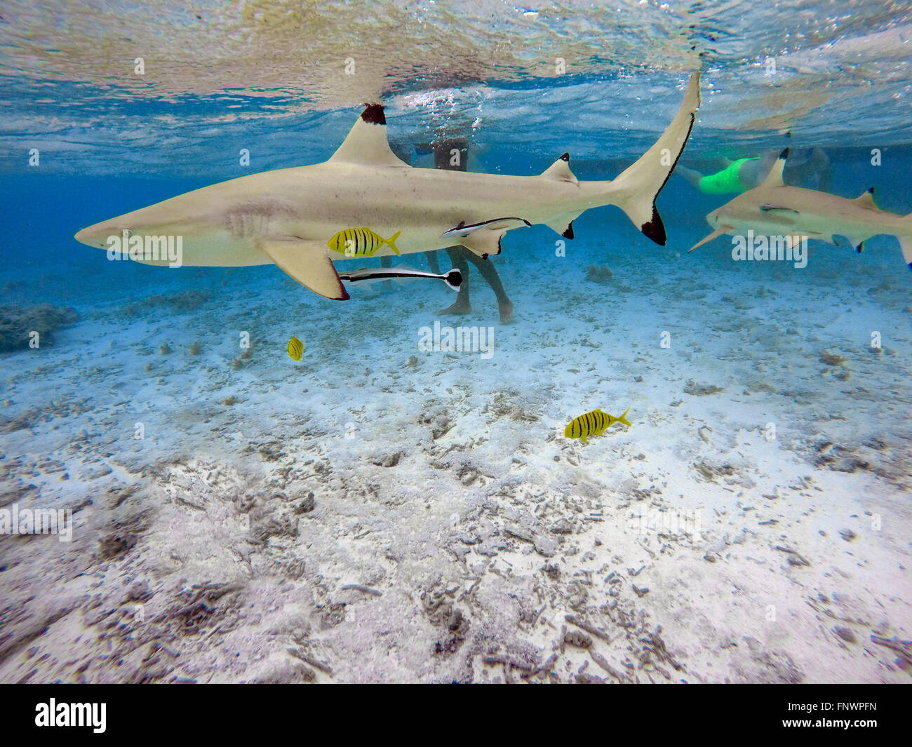 Moorea lagoon rays hi-res stock photography and images - Alamy