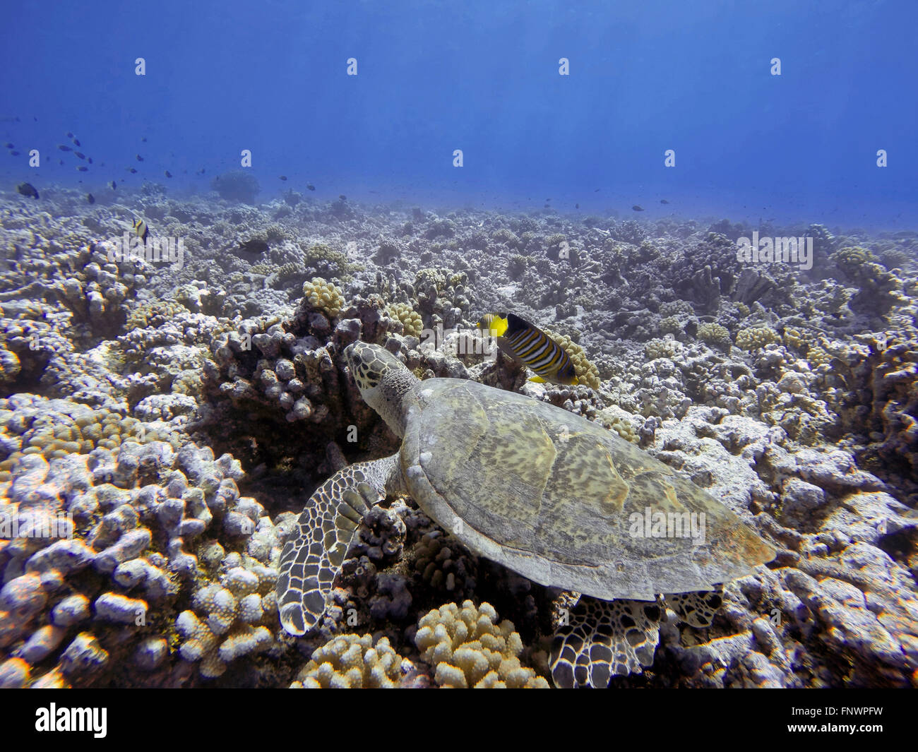 Swimming with green sea turtles and tropical fishes at the Bora Bora ...