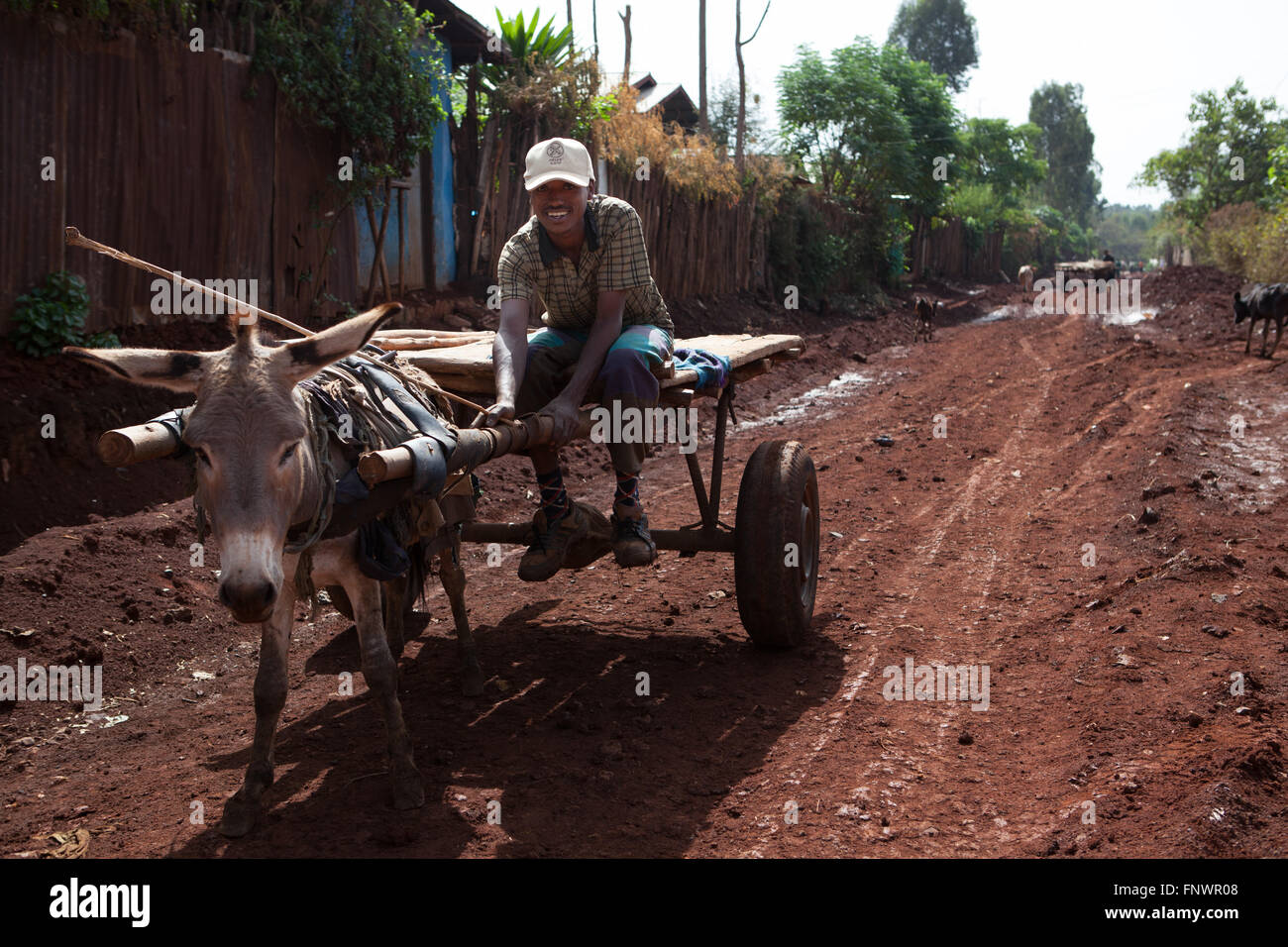 Man carrying donkey hi-res stock photography and images - Alamy