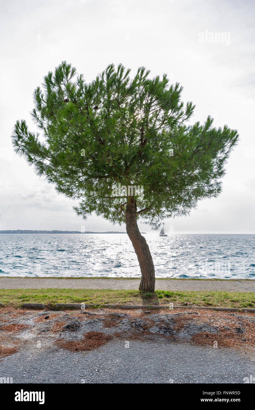 Mediterranean seascape with sail yacht and pine tree in back lit Stock ...