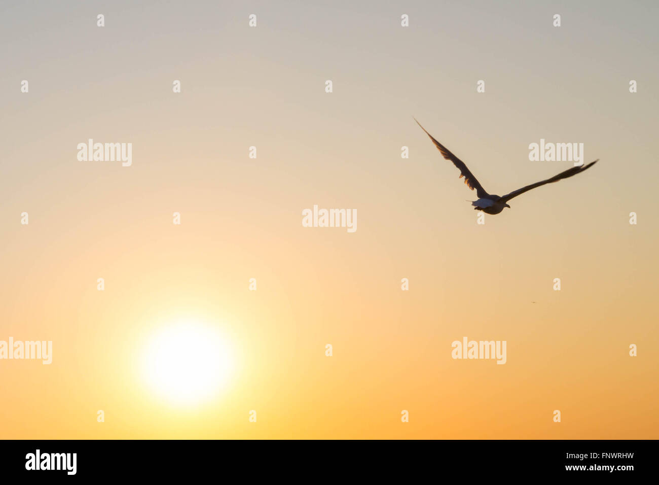 The flying bird in the sky at sunset Stock Photo - Alamy