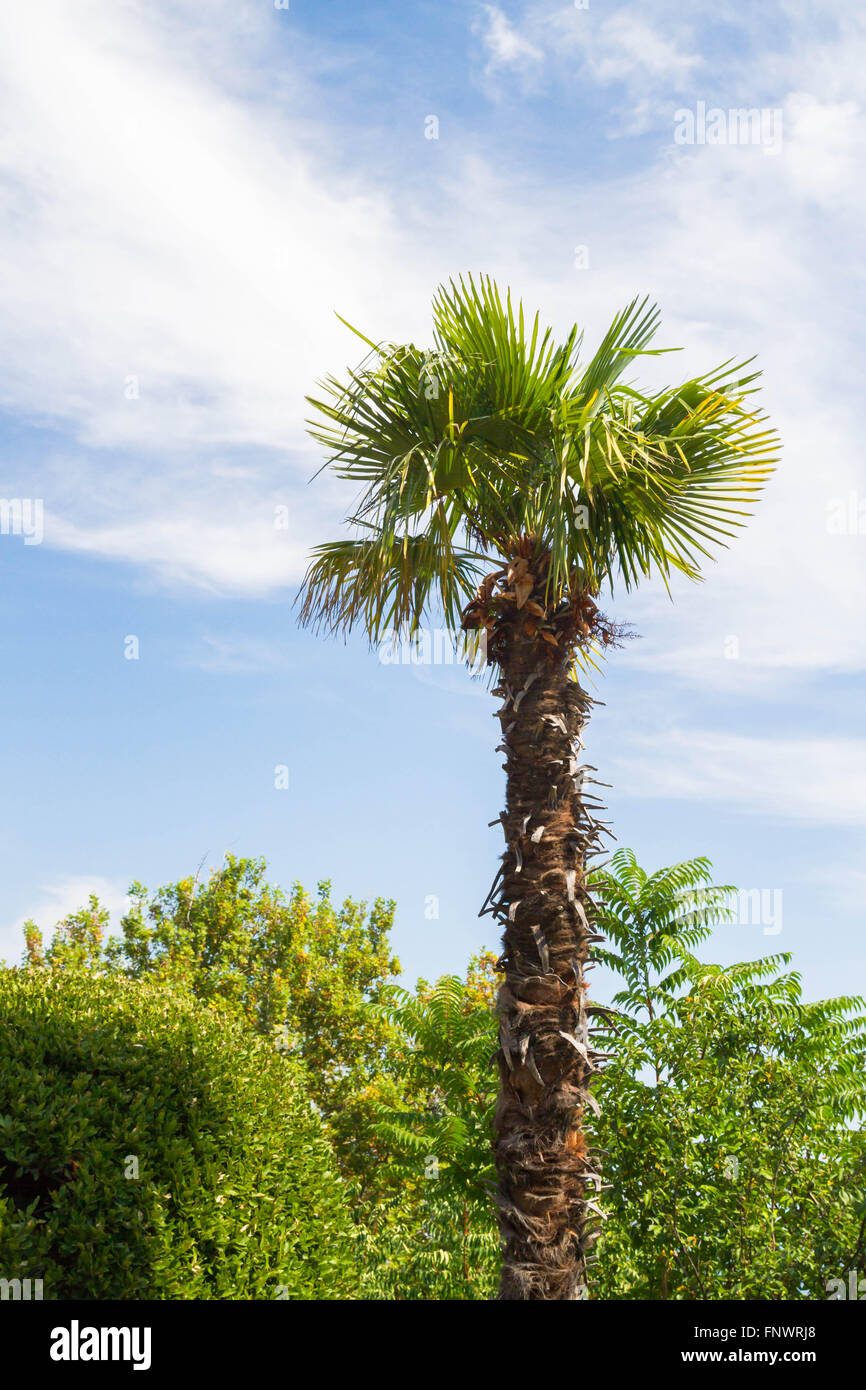 Wooden bench palm trees hi-res stock photography and images - Alamy