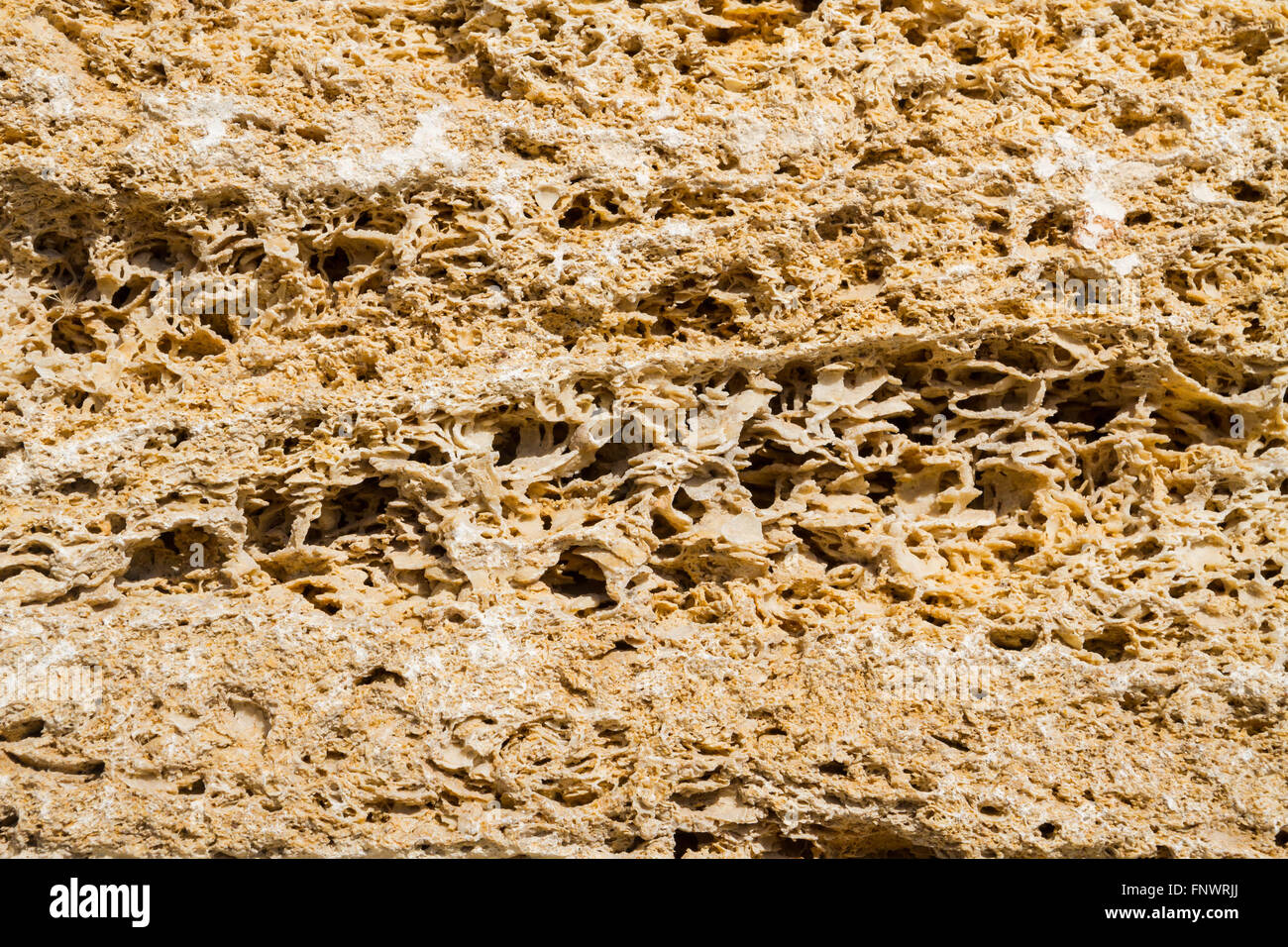 Natural material for the construction of coquina Stock Photo - Alamy