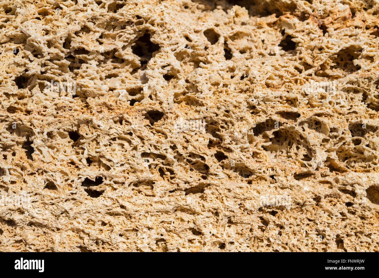 Natural material for the construction of coquina Stock Photo - Alamy