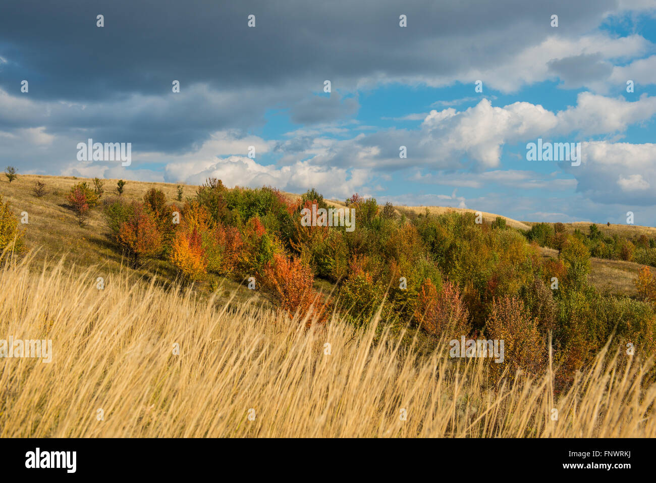 landscape with dry feather grass and trees on the hill, autumn Stock ...