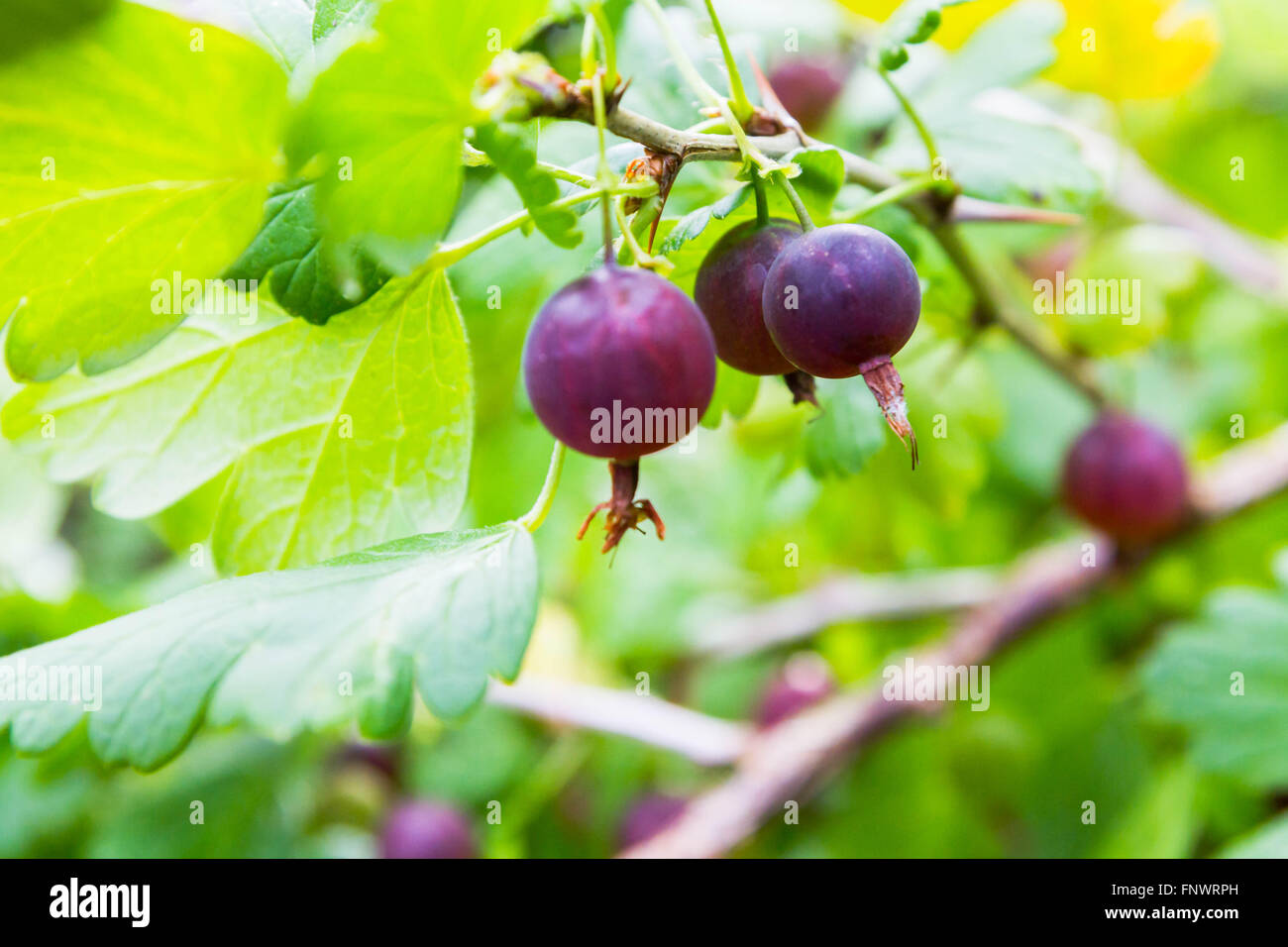 Red gooseberry grows on a Bush Stock Photo - Alamy