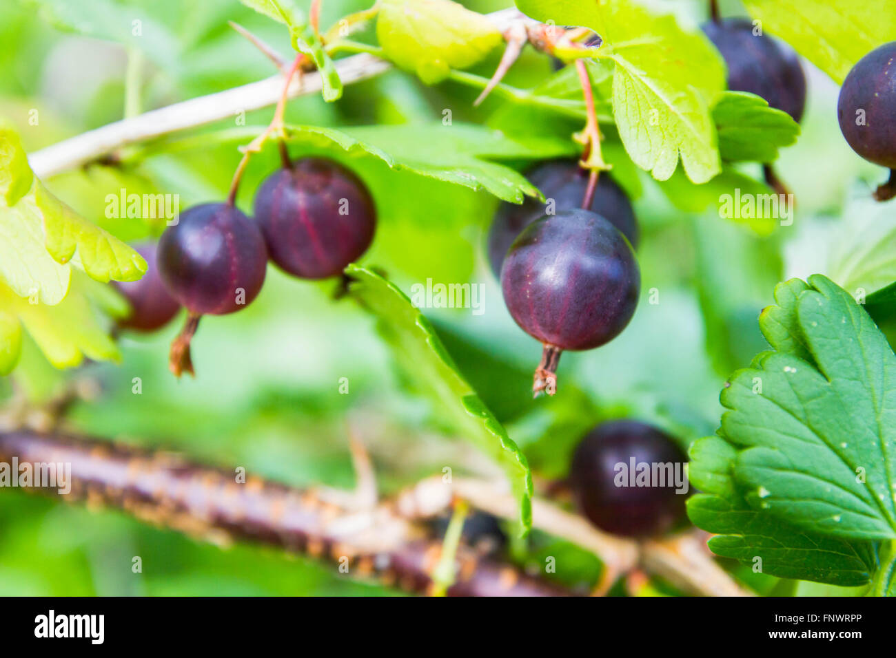 Red gooseberry grows on a Bush Stock Photo - Alamy