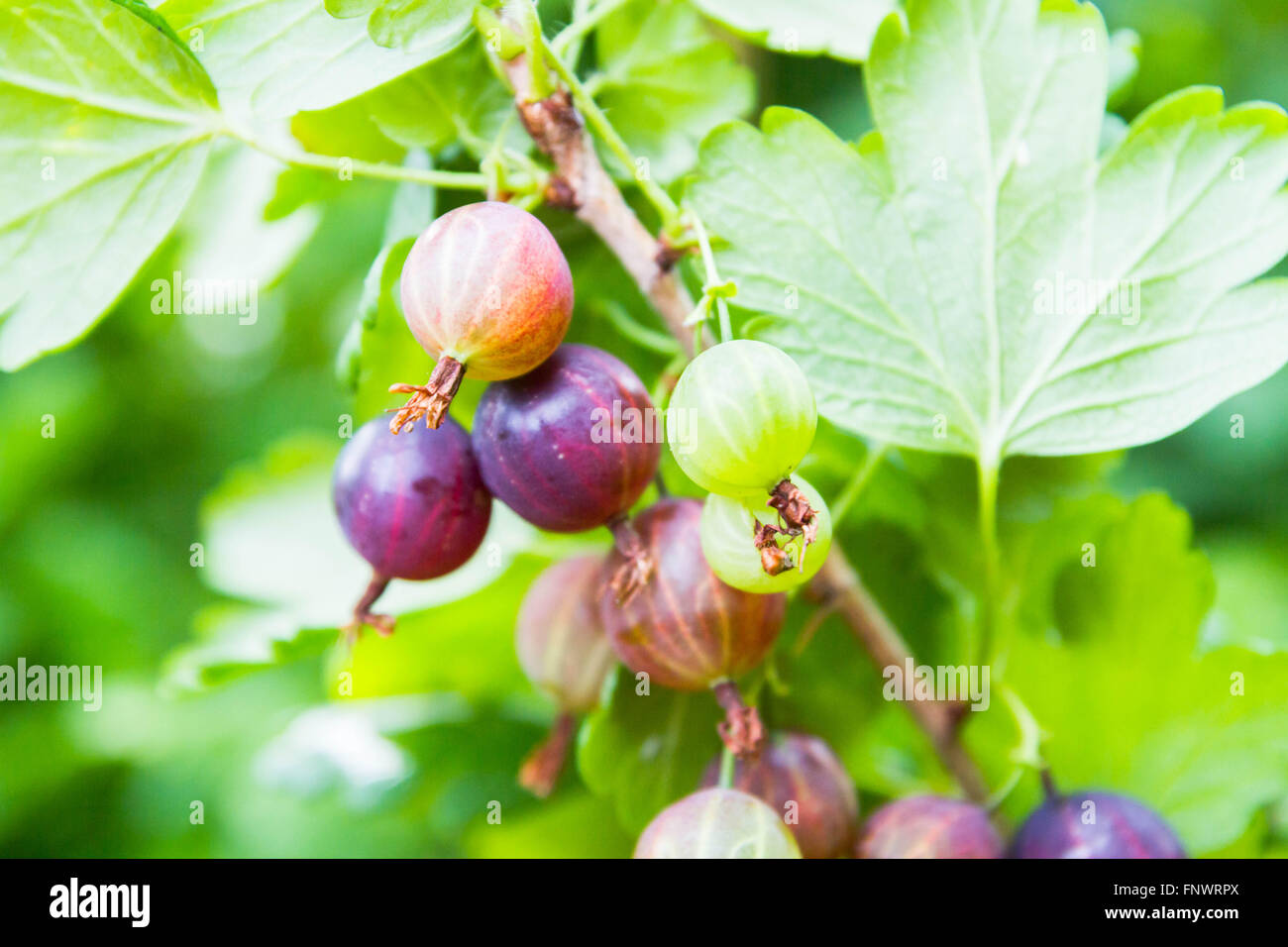Red gooseberry grows on a Bush Stock Photo - Alamy