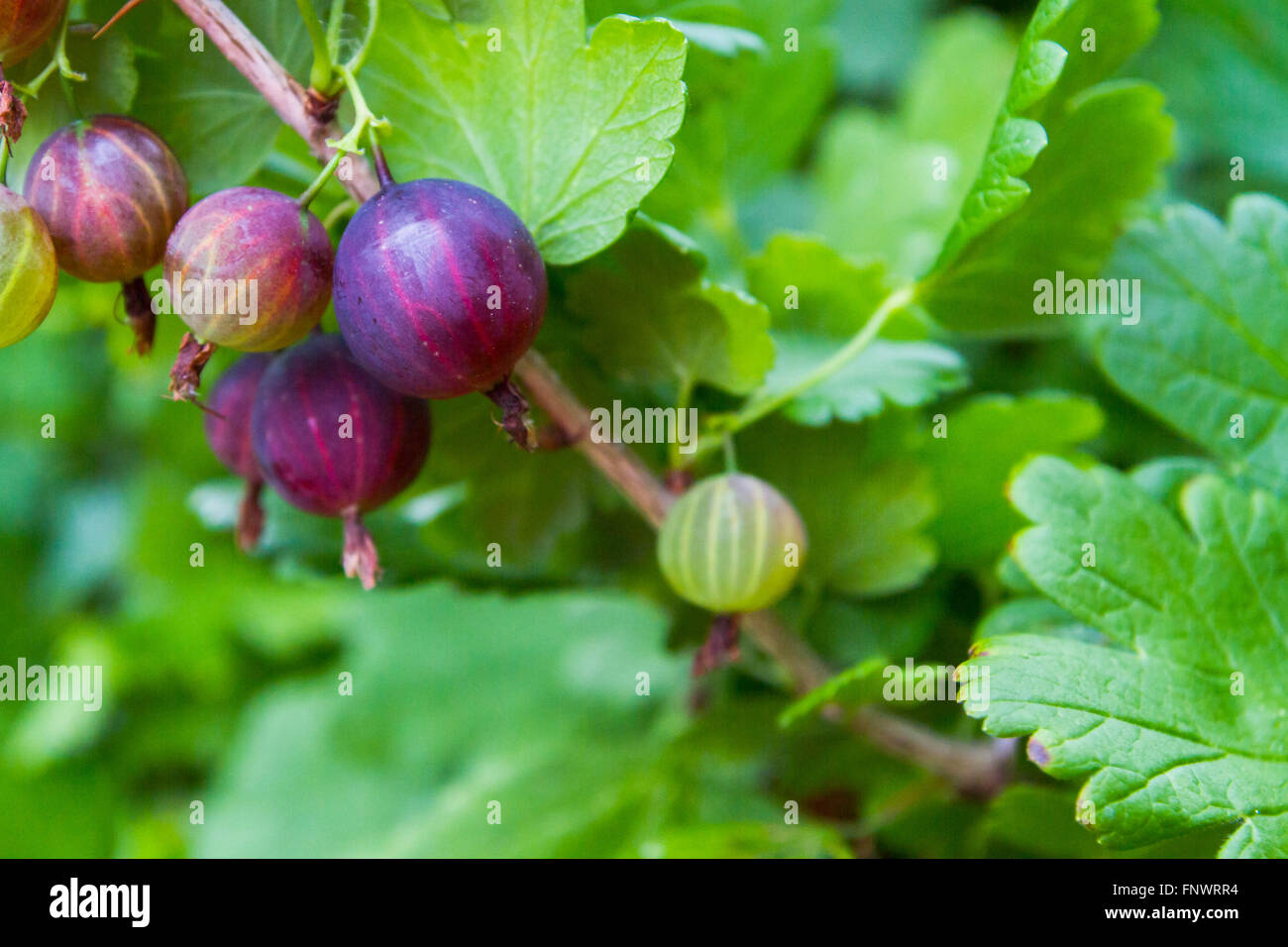 Red gooseberry grows on a Bush Stock Photo - Alamy
