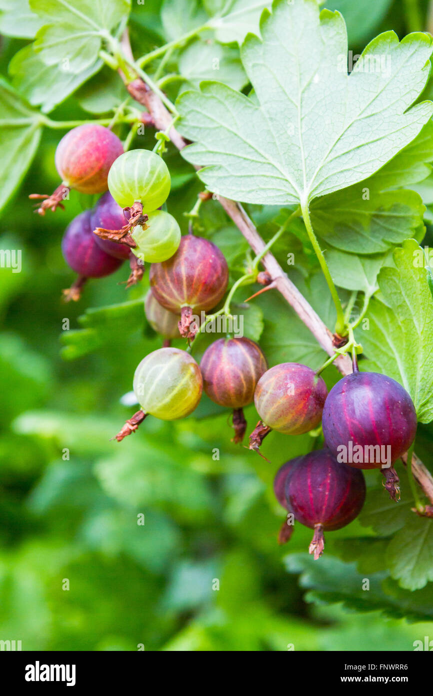 Red gooseberry grows on a Bush Stock Photo - Alamy