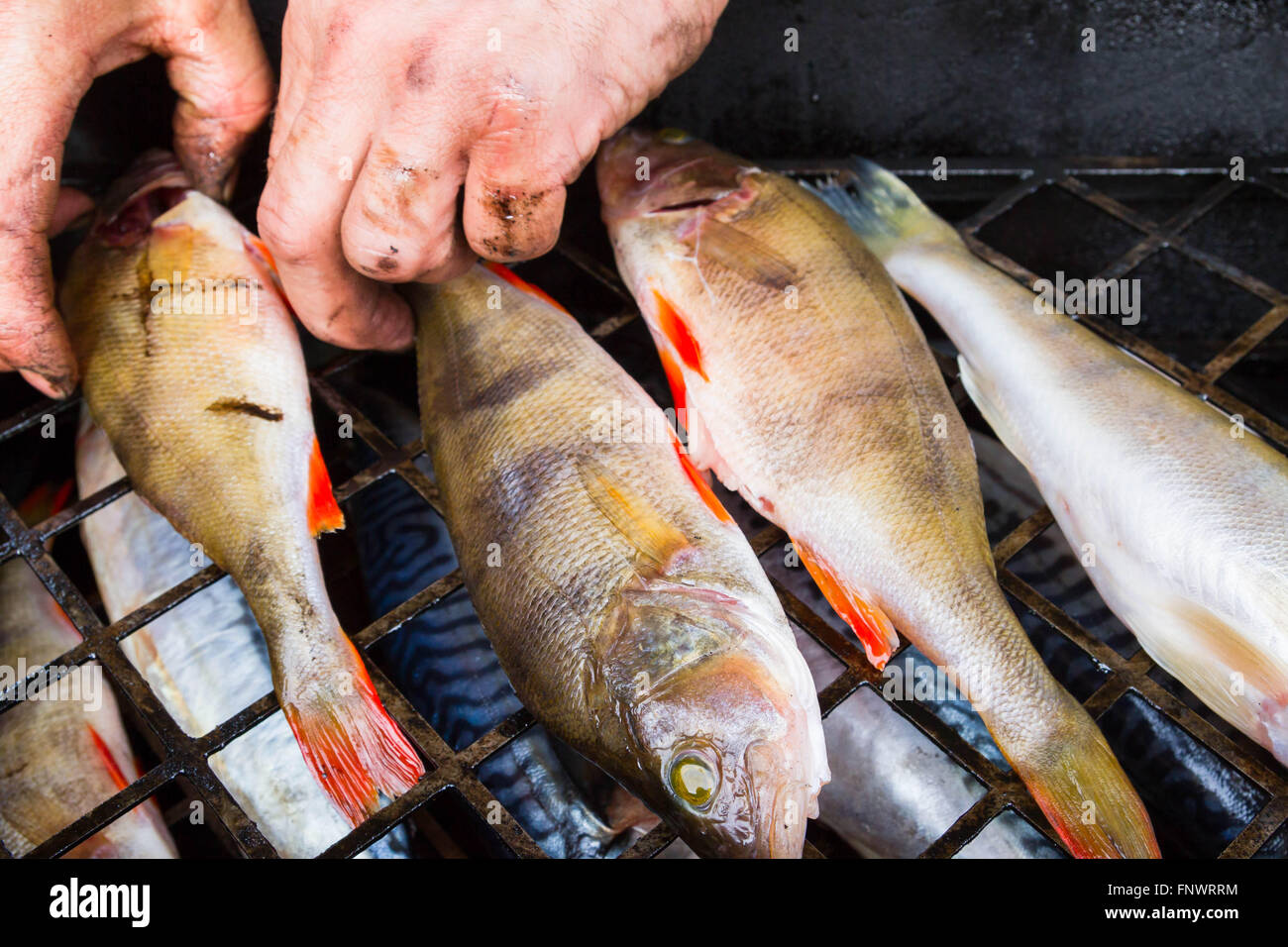 Fresh raw fish before cooking in a smokehouse Stock Photo - Alamy