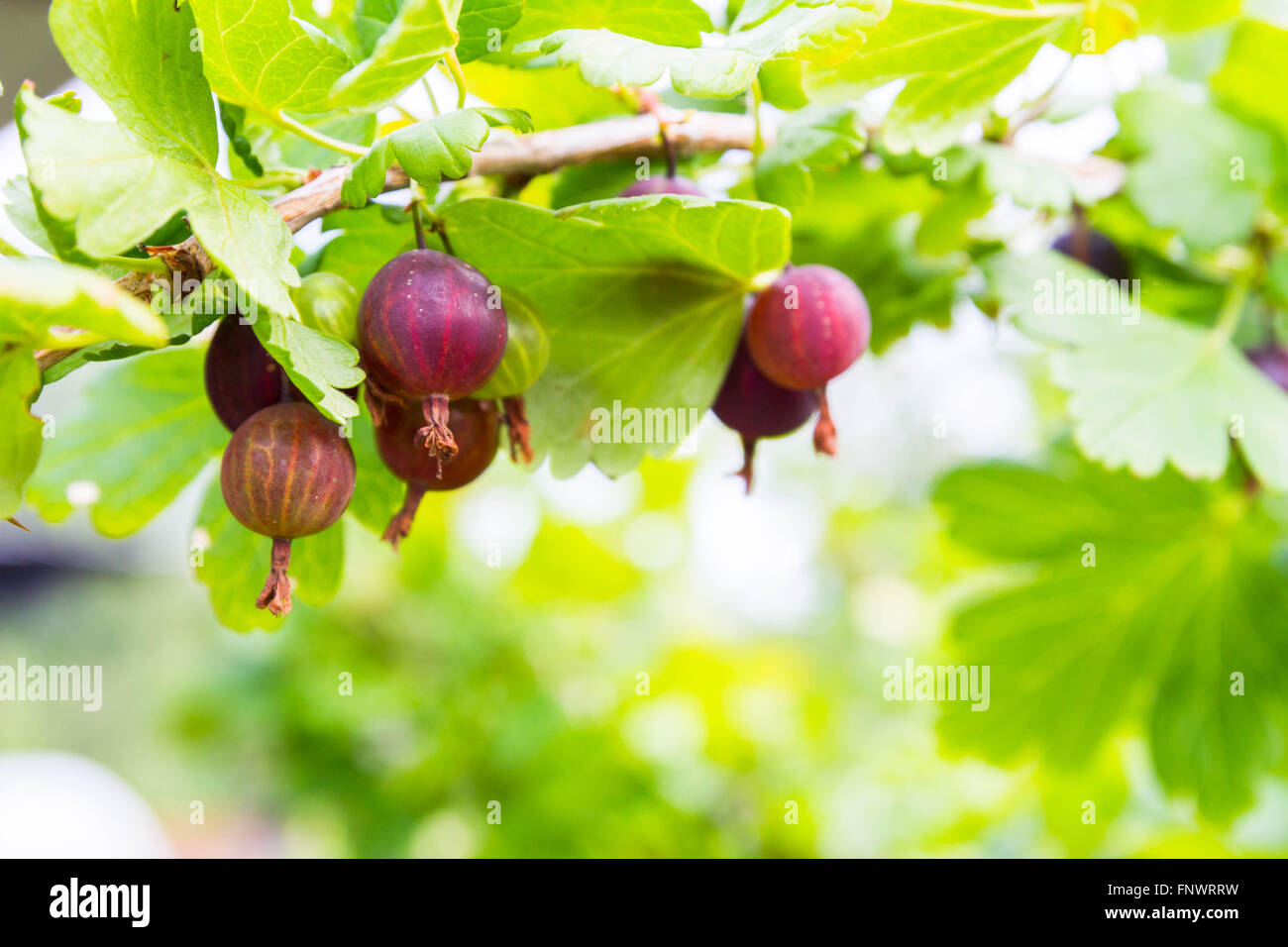 Red gooseberry grows on a Bush Stock Photo - Alamy