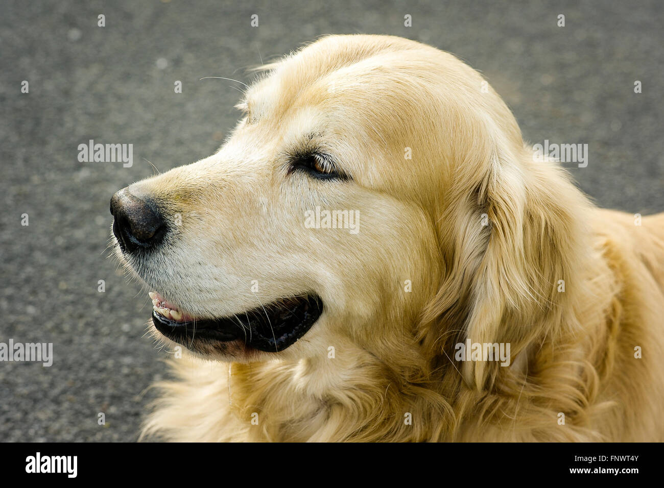 Male golden retriever hi-res stock photography and images - Alamy