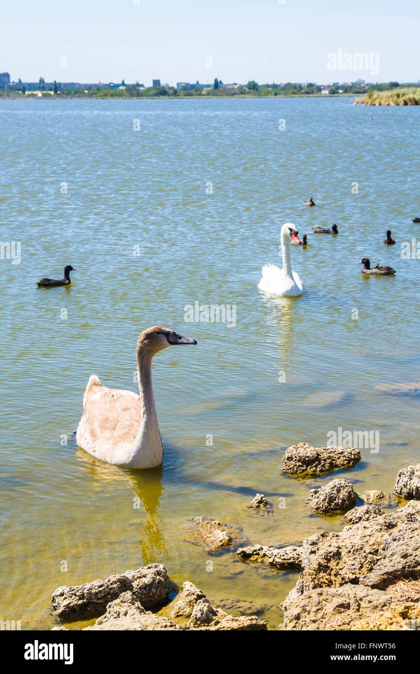 Birds pond hi-res stock photography and images - Alamy
