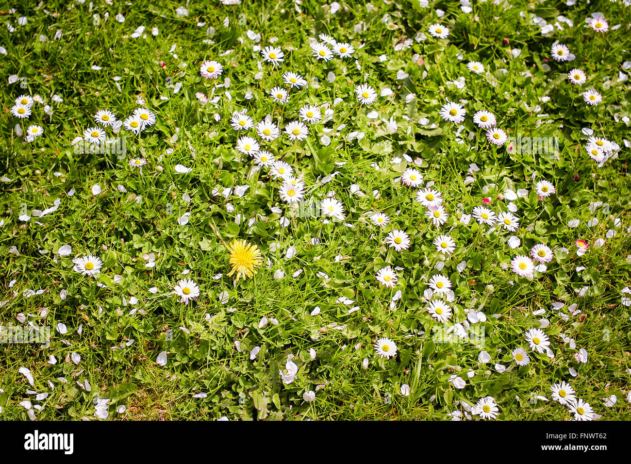 Ordinary common hi-res stock photography and images - Alamy