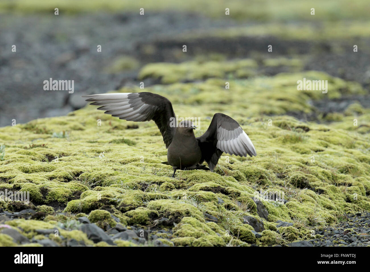 Parasitic jaeger sea bird hi-res stock photography and images - Alamy