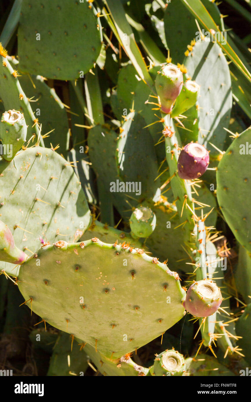 The prickly cactus grow in the garden during summer Stock Photo - Alamy