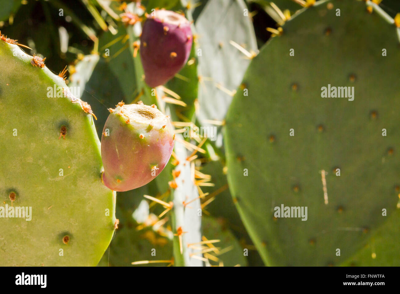 The prickly cactus grow in the garden during summer Stock Photo - Alamy