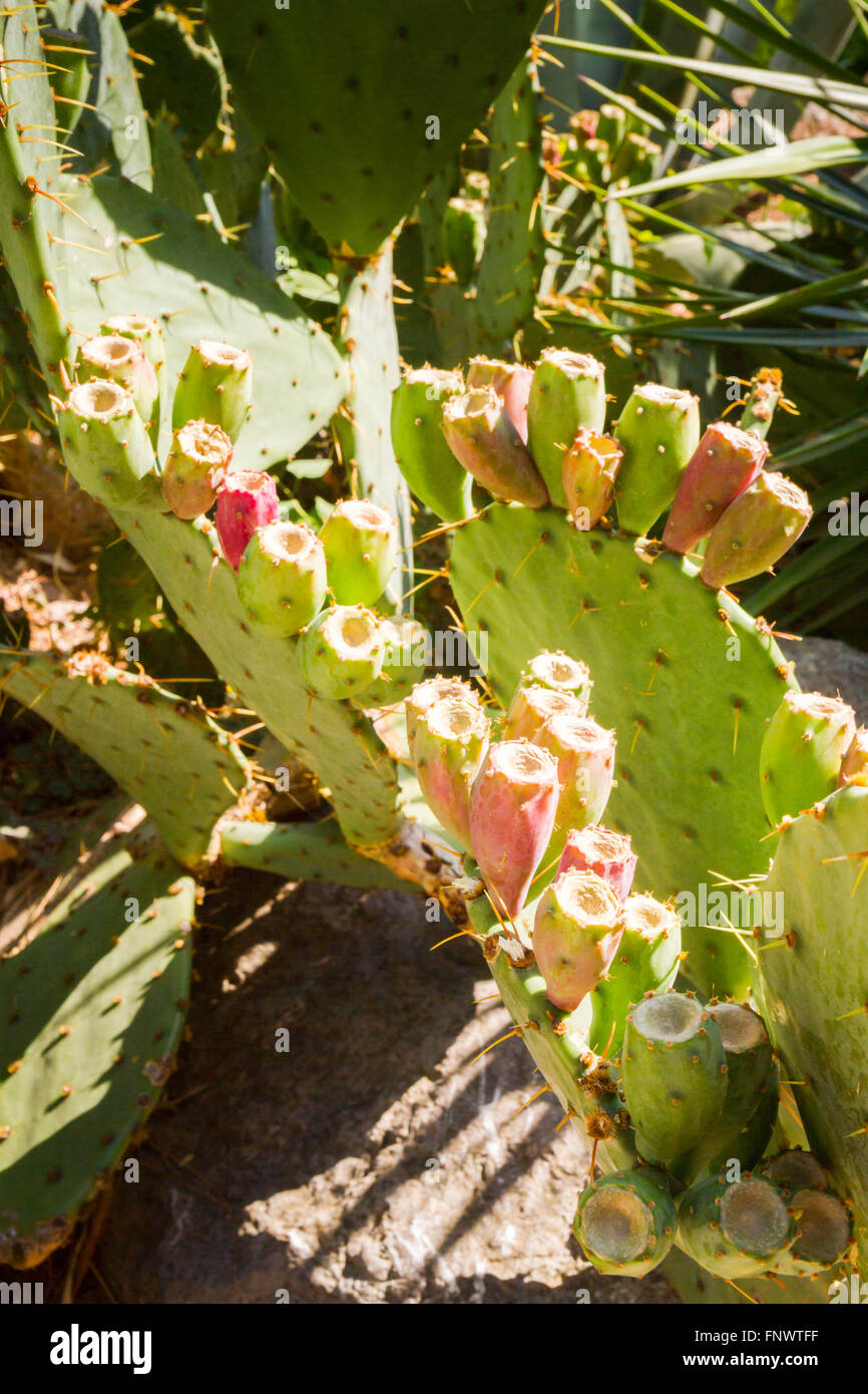 The prickly cactus grow in the garden during summer Stock Photo - Alamy