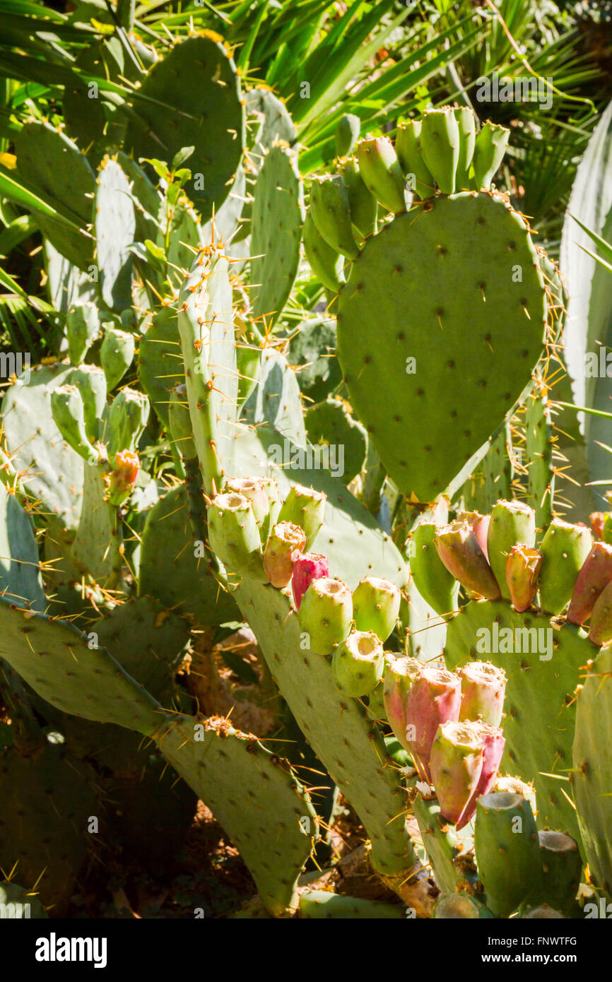 The prickly cactus grow in the garden during summer Stock Photo - Alamy