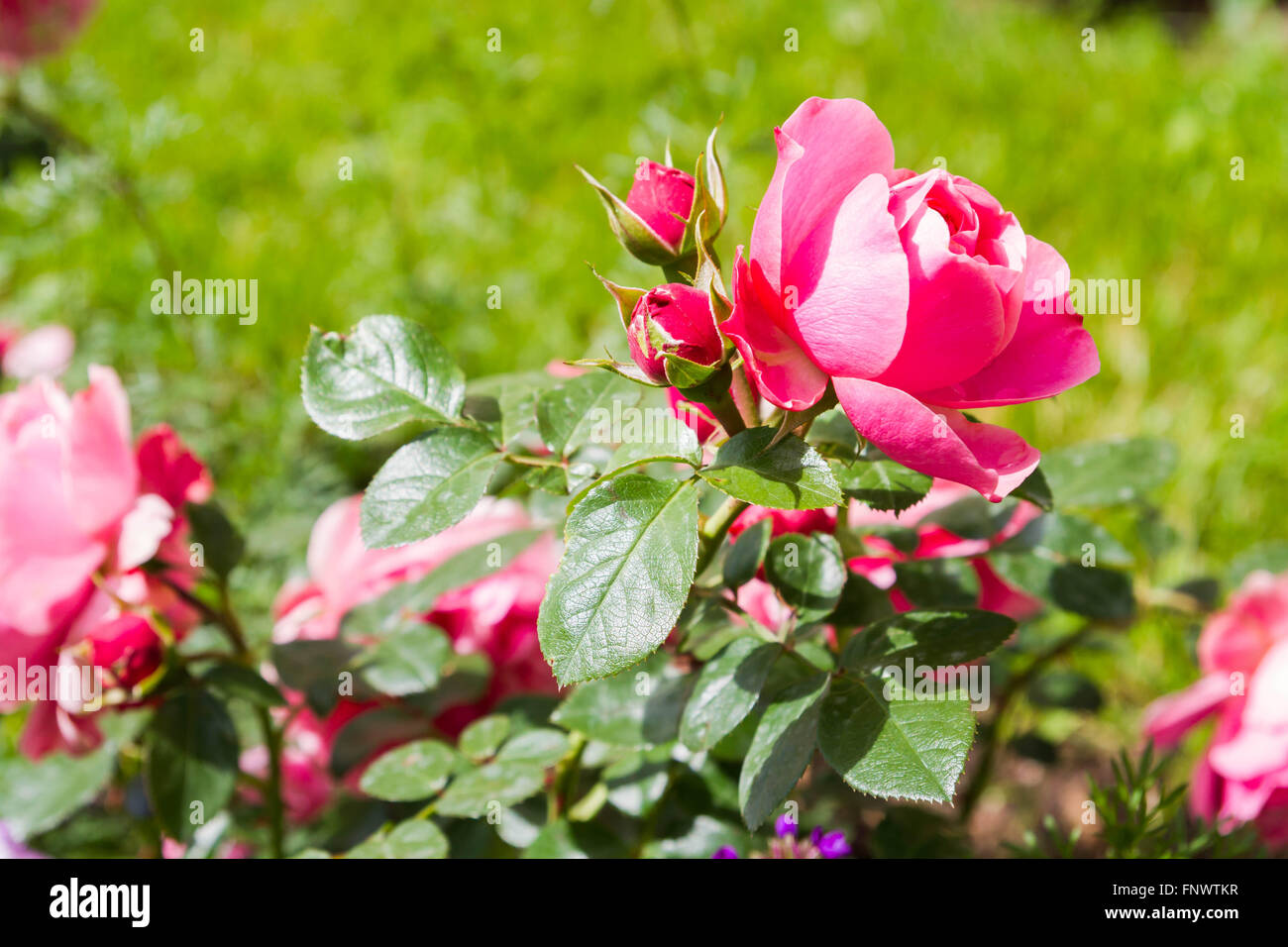 Pink shrub rose in the summer in the Park Stock Photo - Alamy