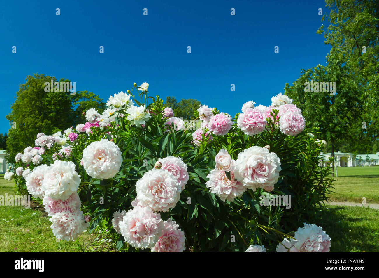 Pink flowers on a green Bush in the Park in the summer Stock Photo - Alamy