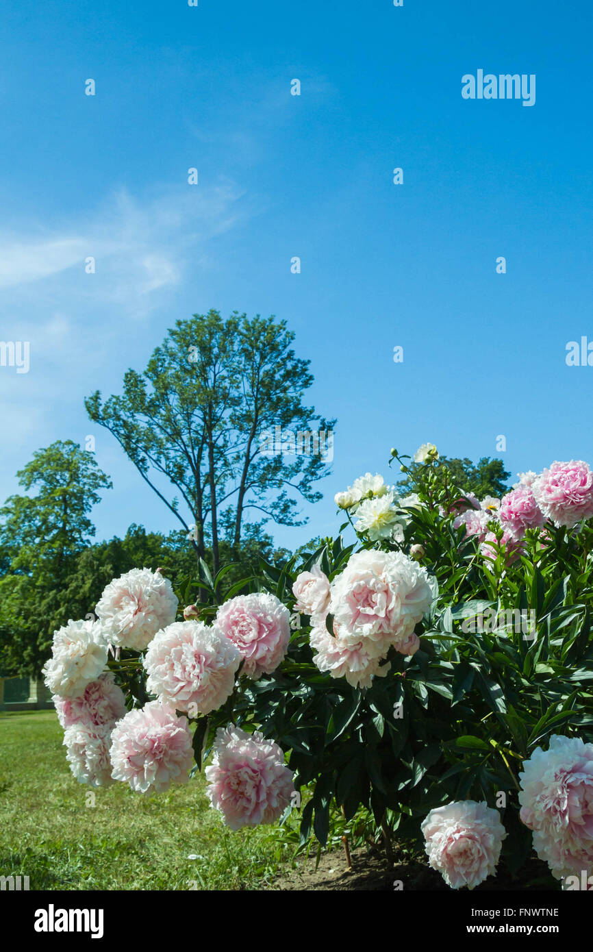 Pink flowers on a green Bush in the Park in the summer Stock Photo - Alamy