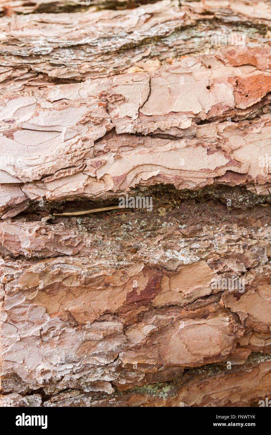 Bark construction hi-res stock photography and images - Alamy