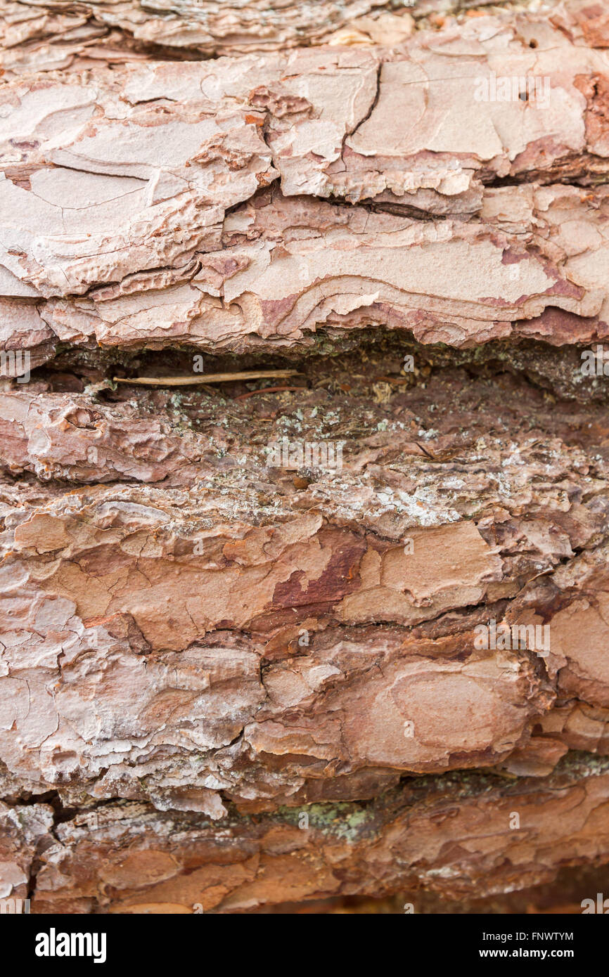 Bark slabs hi-res stock photography and images - Alamy