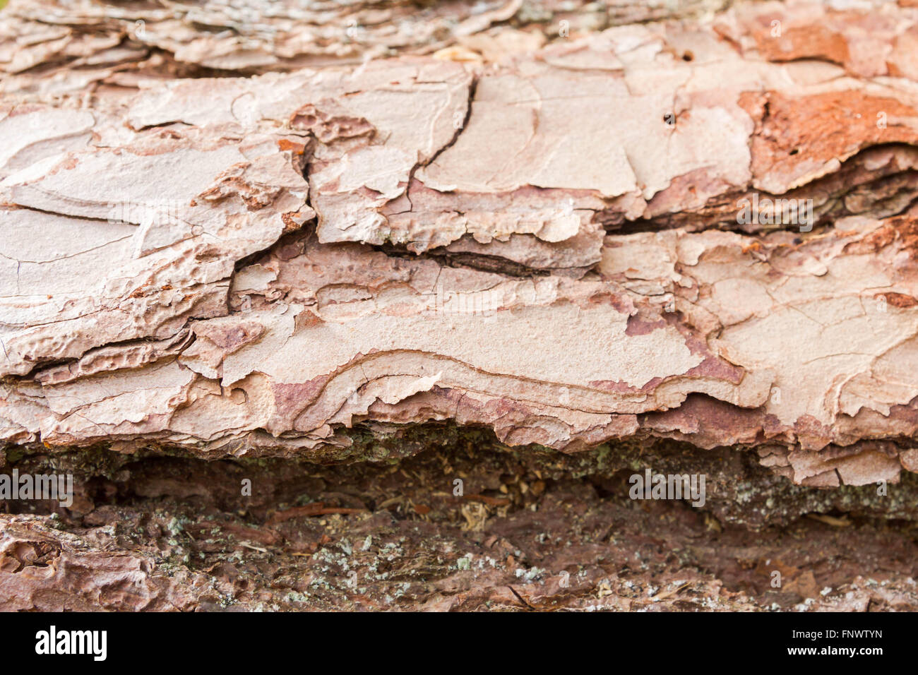 Bark slabs hi-res stock photography and images - Alamy