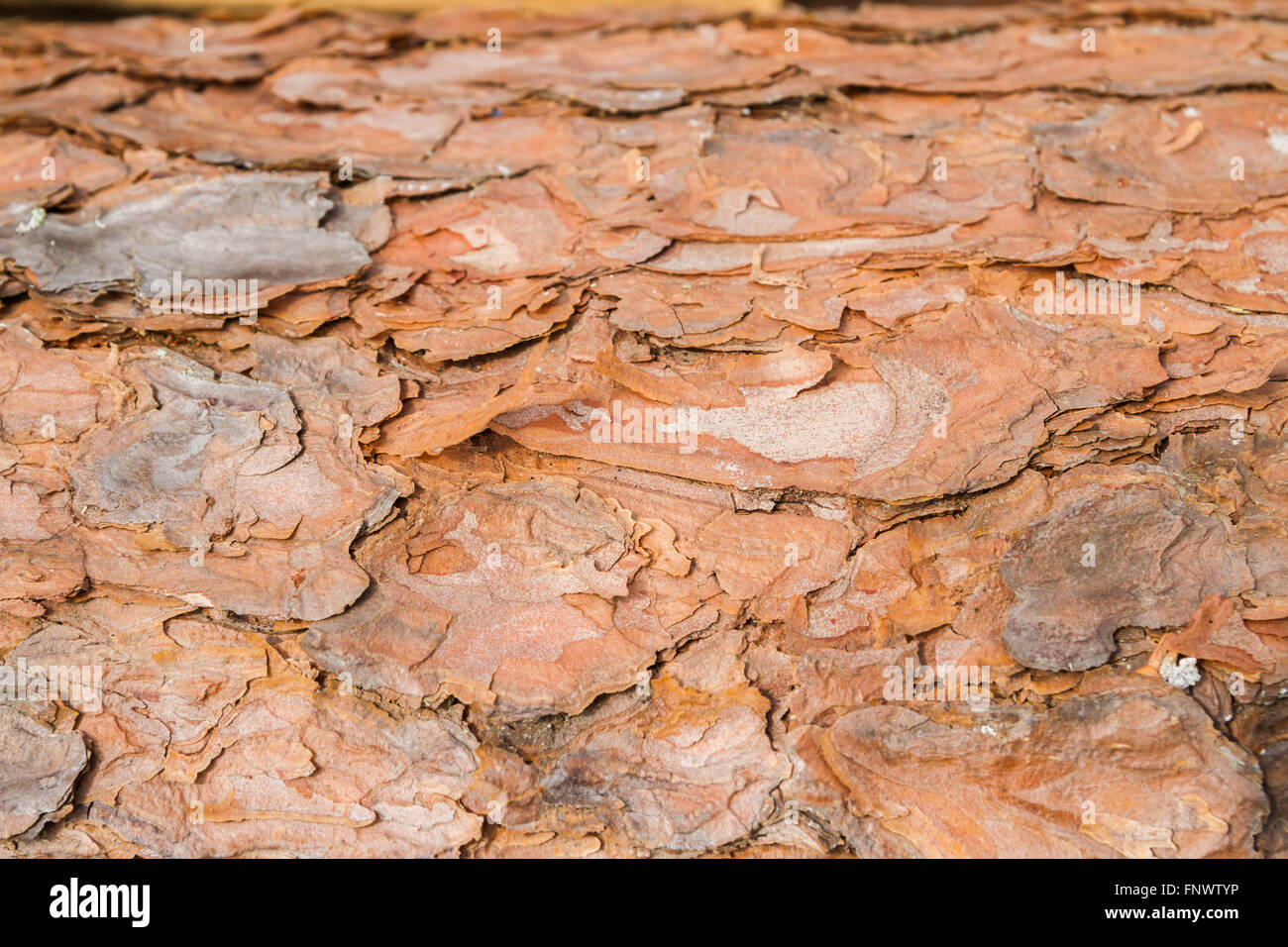 Bark slabs hi-res stock photography and images - Alamy