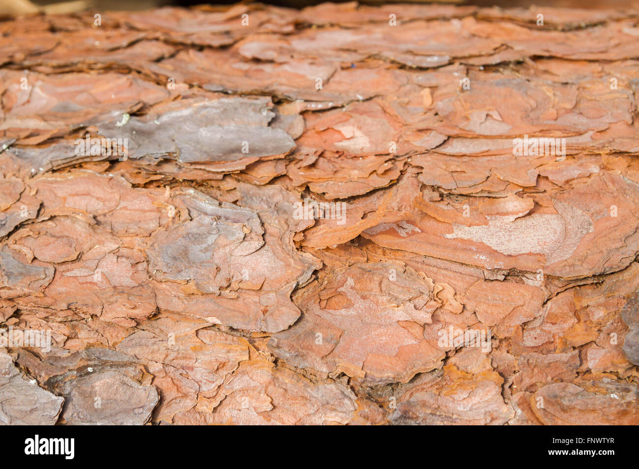 Bark slabs hi-res stock photography and images - Alamy