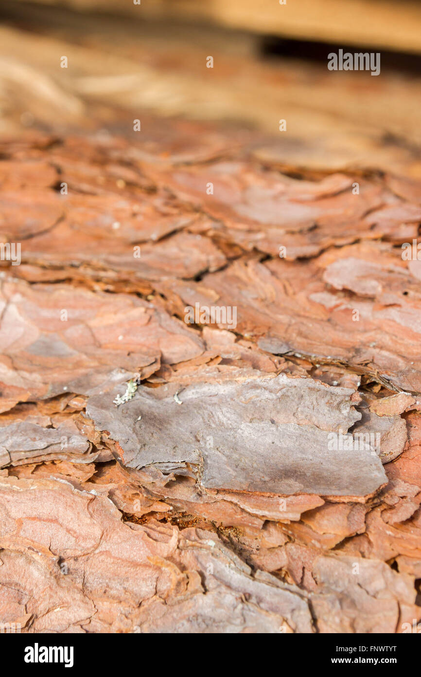 Bark slabs hi-res stock photography and images - Alamy