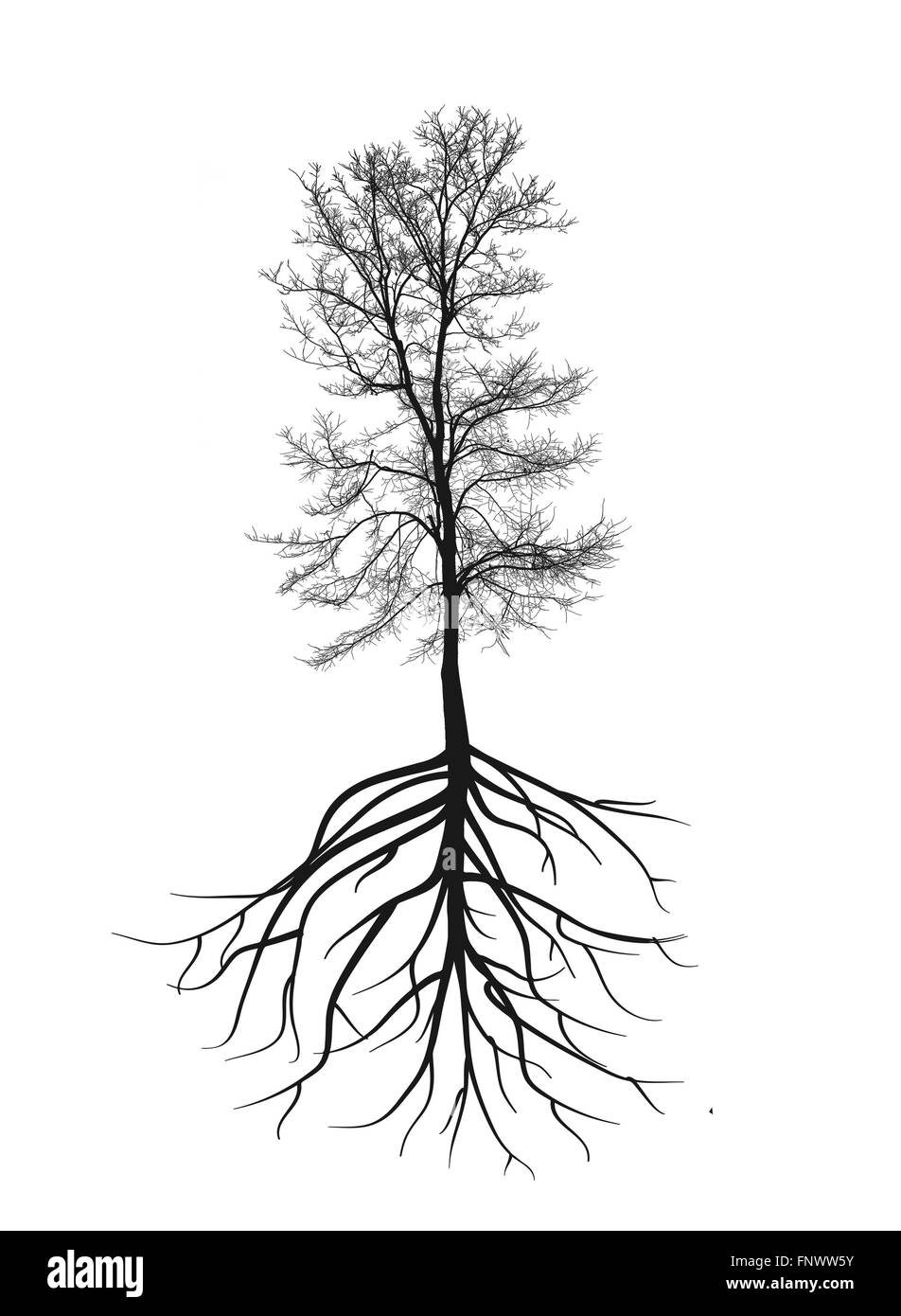 Tree root illustration Black and White Stock Photos & Images - Alamy